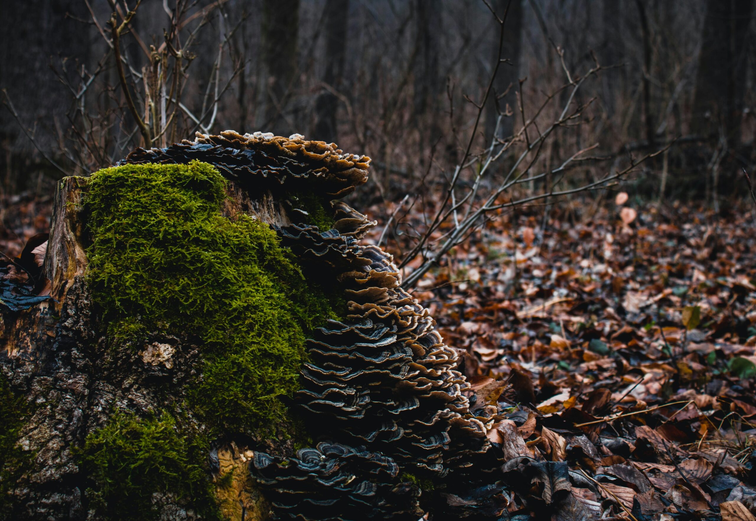 Dunkel der Wald, wallend das Blut – Der Baron, der mich liebte - 54books